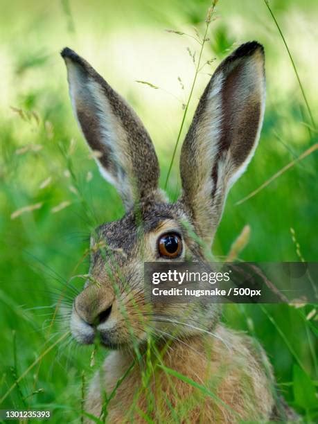 Lepre Comune Foto E Immagini Stock Getty Images