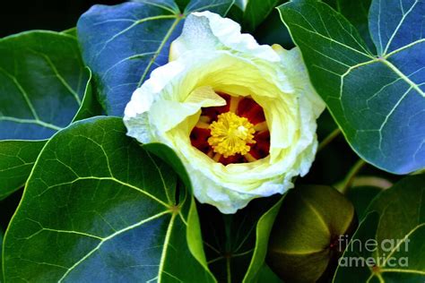 Milo Tree Milo Trees Inc