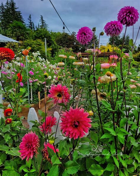 Flower Dahlia Garden I Just Find Dahlias Amazingcolor Texture