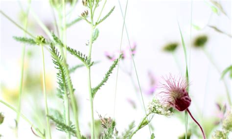 Free Nature Class At Witt Stephens Jr Central Ar Nature Center Plants In Your Yard