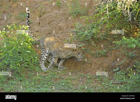 Charging Leopard In Yala National Park Sri Lanka Stock Photo Alamy