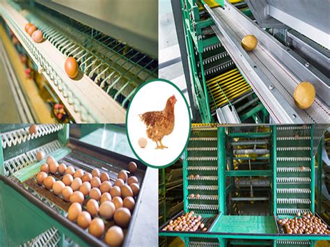 Egg Collection System For Laying Hens Automatic Poultry Cage Breeding