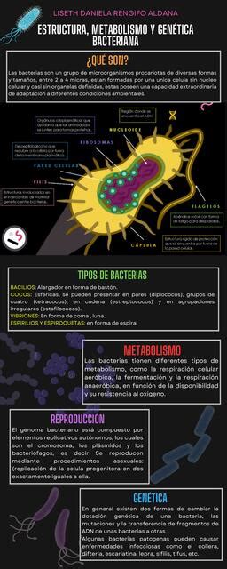 Tipos De Bacterias Liseth Aldana Udocz