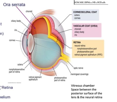 Histology Of The Eye Flashcards Quizlet