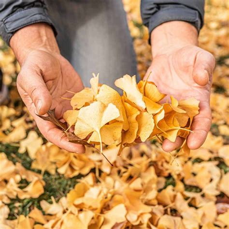 Tips For Mulching Leaves How To Make Composted Leaf Mulch