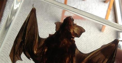 Dead Bat Imgur