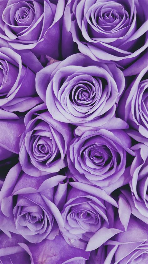 Purple Stuff Wallpapers Wallpaper Cave
