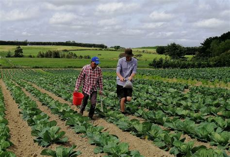 Nutrient Management For Vegetable Crops Landwise Promoting