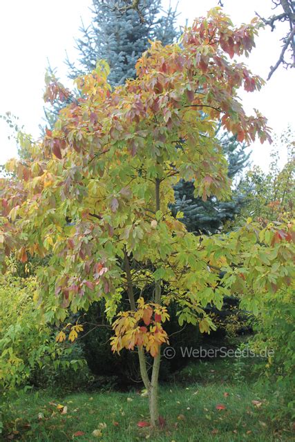 Sassafras Albidum White Sassafras Seeds Plants Dried Herbs