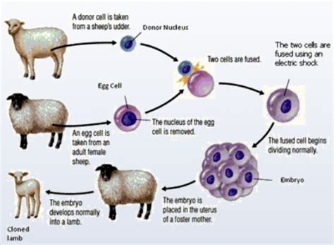 Band 8 The Following Diagram Shows The Process Of Cloning A Sheep