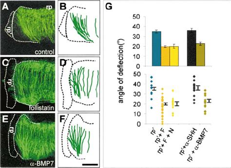 Reorientation Of C Axons In Dorsal Explants Is Independent Of Inductive Download Scientific