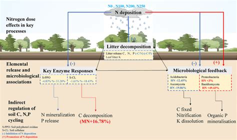 N Deposition Affects Litter Decomposition In Evergreen Broad Leaf