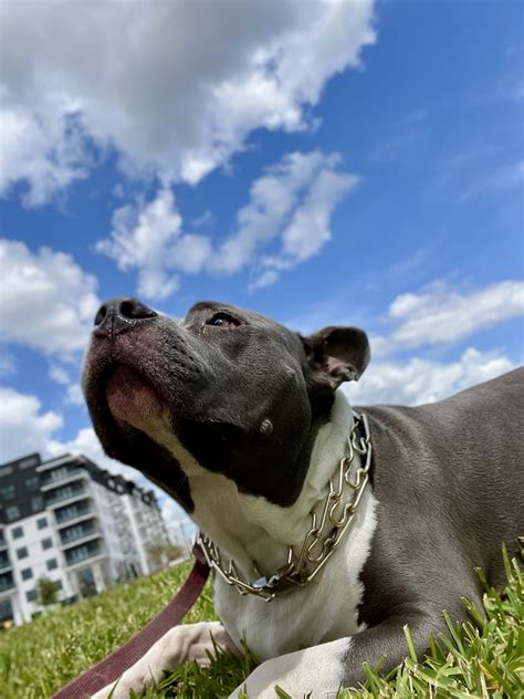 Scooby The Pitbull Official Portfolio