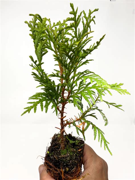 Event Favors Bulk Tree Seedlings Little Saps