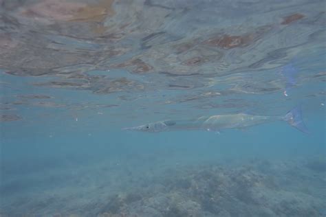 Tylosurus Crocodilus Hound Needlefish Snorkeling Report