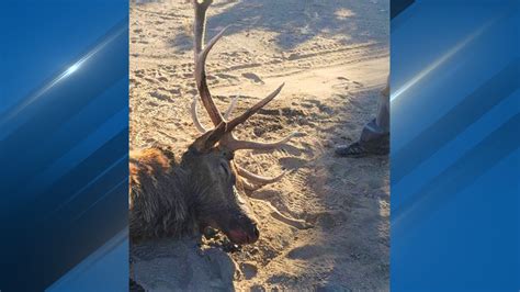 Osp Two People Wanted For Information About Dead Elk Found West Of Bend
