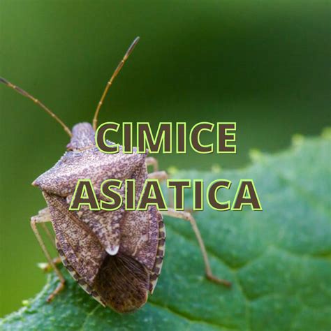 Cimice Asiatica Greenagri