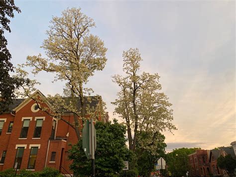 Phoebe Connelly Substack