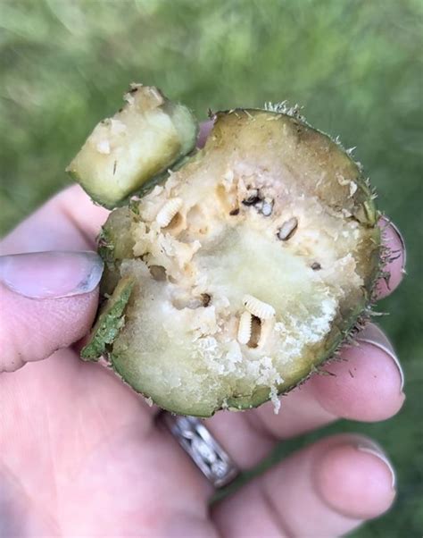 Larvae In Rose Stems Rwhatbugisthis