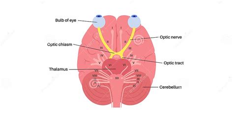Anatomía Del Nervio óptico Ilustración Del Vector Ilustración De