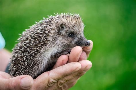 Premium Photo Hedgehog Wild Native European Hedgehog