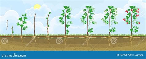 Two Year Life Cycle Of Raspberry Growth Stages From Propagule Stem