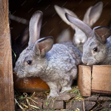 Premium Photo Young Rabbits Popping Out Of A Hutch European Rabbit