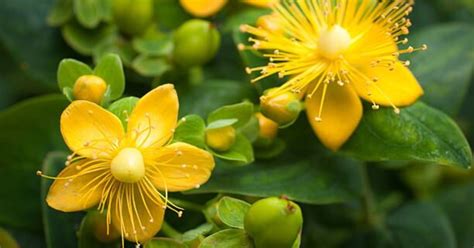 El Té De Una Poderosa Hierba Medicinal Que Alivia Los Síntomas De La