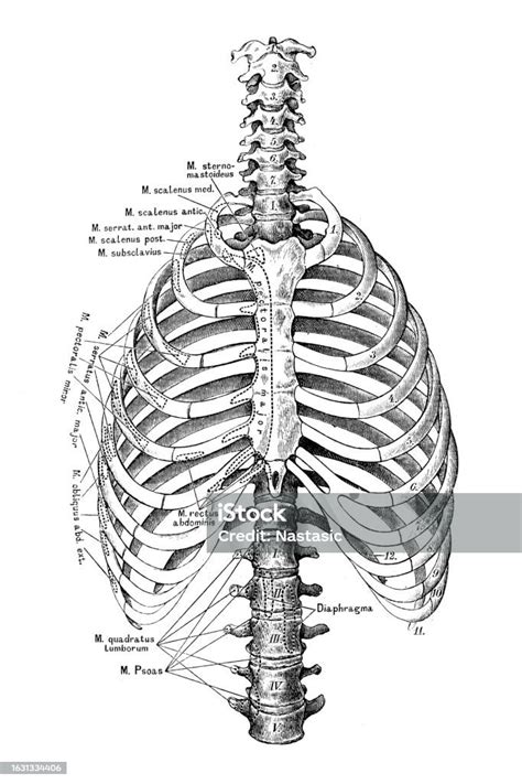 Ilustración De Caja Torácica Y Columna Vertebral Y Más Vectores Libres