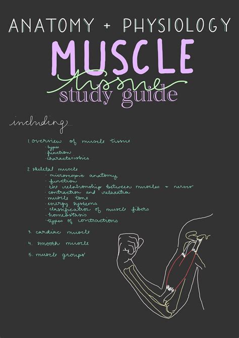 Muscle Tissue Study Guide Anatomy And Physiology Nursing School