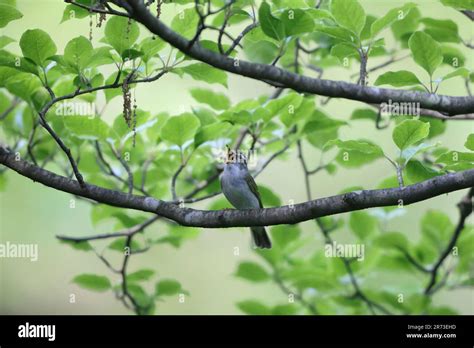 Eastern Crowned Leaf Warbler Phylloscopus Coronatus In Japan Stock