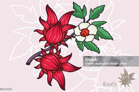 Roselle Stock Illustration Download Image Now Roselle Plant