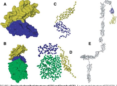 Figure 1 From Mapping Of The C3d Ligand Binding Site On Complement Receptor 2 Cr2 Cd21 Using