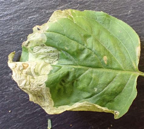 Mompha Terminella Somerset Moths