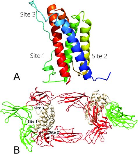 Binding Sites Of The Il 6 According To 74 A And Il 6 Receptor