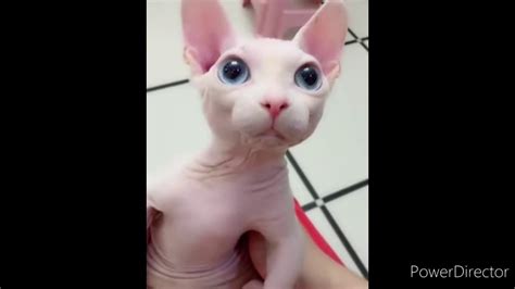 Bingus Being Cute Youtube