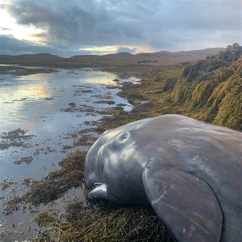 Sperm Whale Stranding British Divers Marine Life Rescue