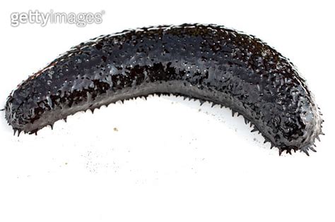 Sea Cucumbers Are Echinoderms From The Class Holothuroidea For