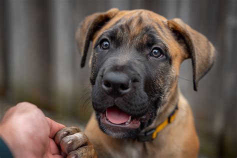 Boerboel Life Expectancy And Tips For A Longer Healthier Life