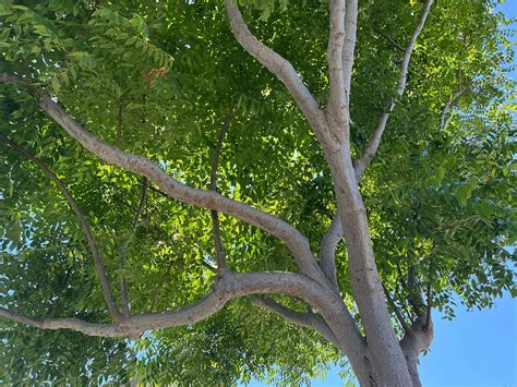 Transformations Of Chinese Rain Tree By Dr Seema Patel Phd