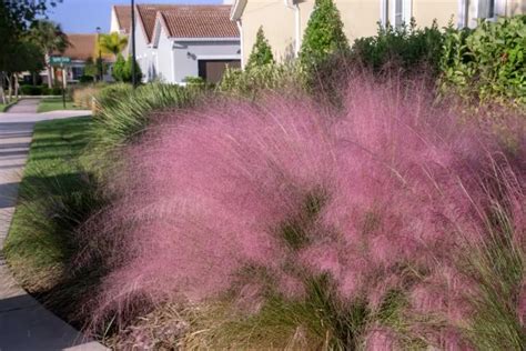 Purple Muhly Grass Native Grass With Purple Color