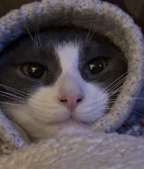 Just Realized My Cat Has A Ding Dong In Her Face… Shes Not Happy About It R Cats