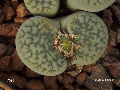 Seeds Lithops Hookeri Susannae C091 Lithops
