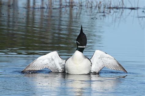 Preening Common Loon Photograph By Teresa Mcgill Fine Art America