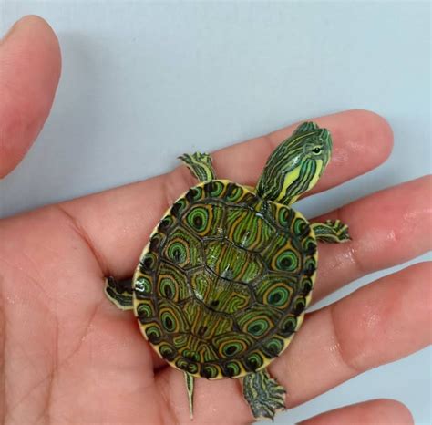 Peacock Slider Turtle Cute Turtles Tortoise Turtle