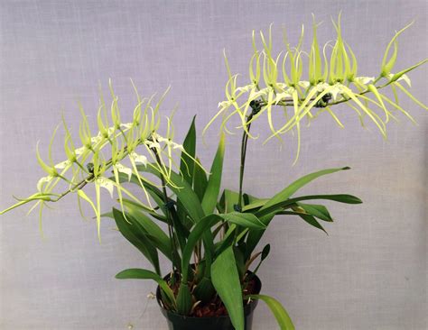 Brassia Verrucosa Ch 19975 Brassia Orchid Orchidsbyhaus Flickr