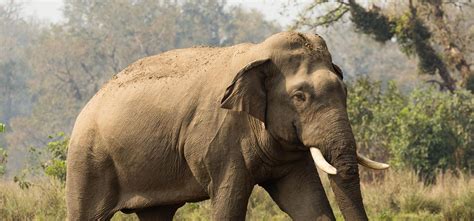 Dhrube Elephant Demolishes Four Houses In Chitwan Myrepublica The