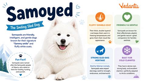 Samoyed Dog Facts Care And Temperament Guide