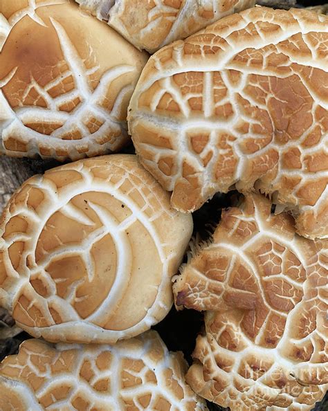 Wild Fungi Background Photograph By Tom Gowanlock Fine Art America