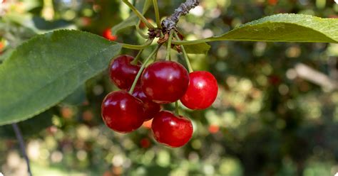Cherry Tree Varieties Stone Fruits Ifa Country Stores
